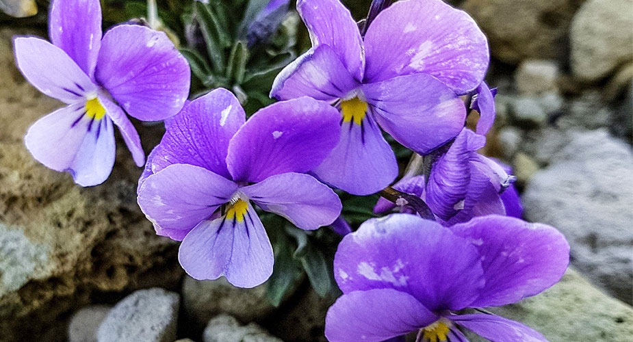 Flora canaria. Flora endémica de las Islas Canarias