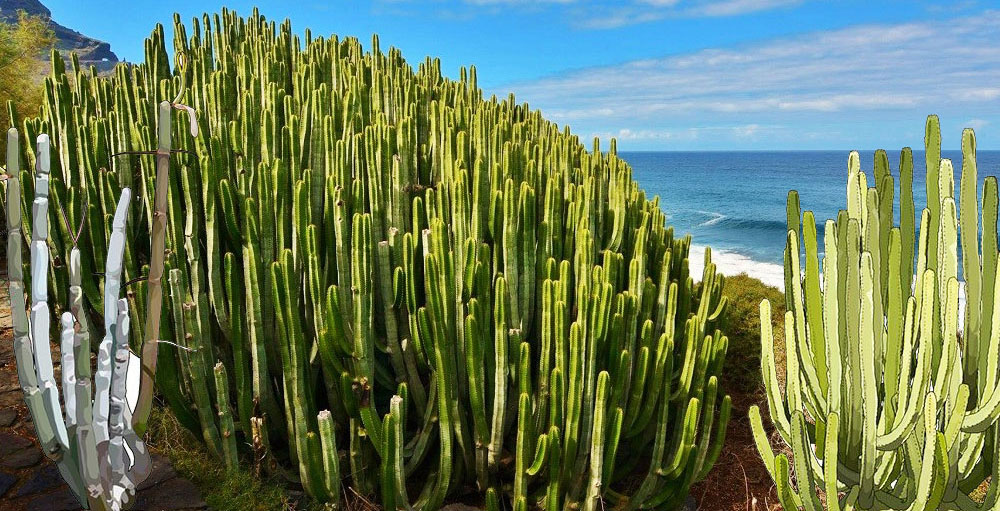 Flora canaria. Pisos de vegetación. Piso infracanario