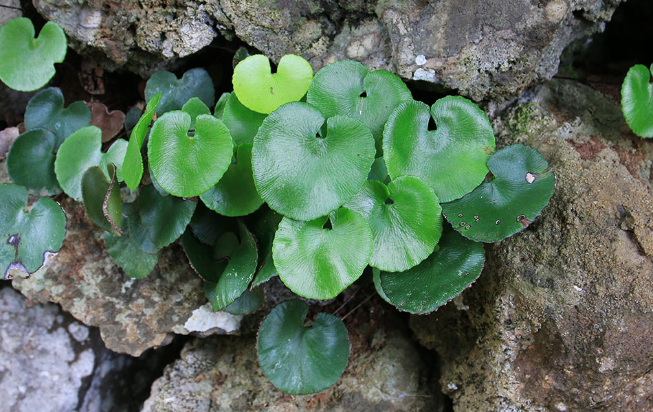 Adiantum reniforme. Flora de las Islas Canarias