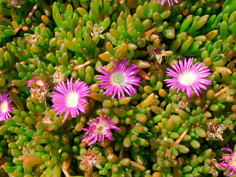 Flora de las Islas Canarias. Disphyma crassifolium