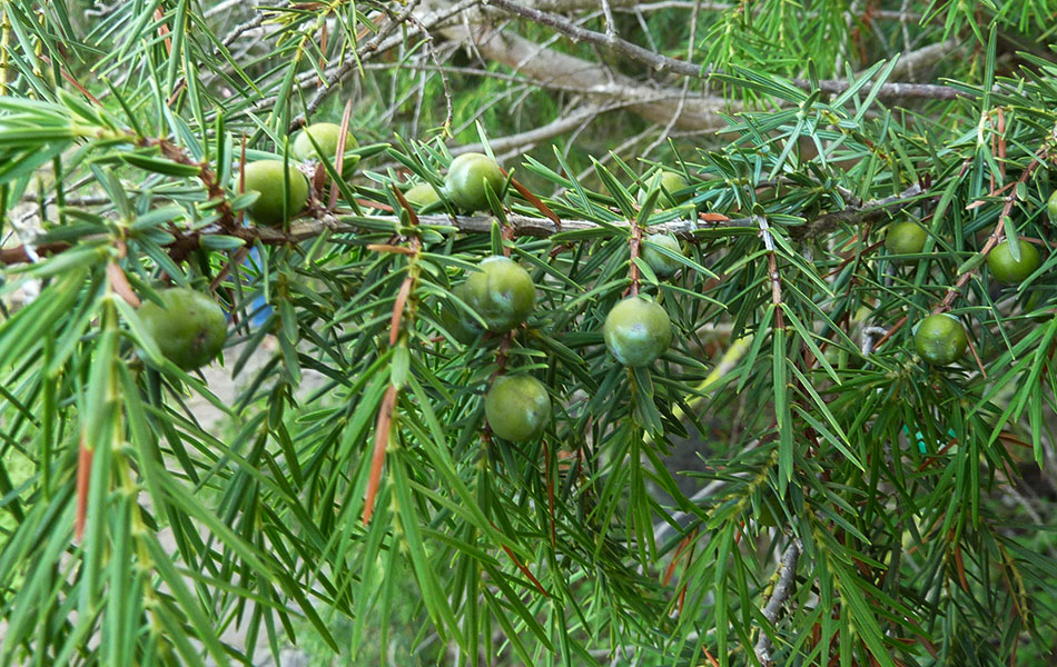 Flora de las Islas Canarias. Juniperus cedrus ssp. cedrus