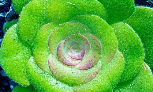 Flora de las Islas Canarias. Plantas endémicas de Canarias