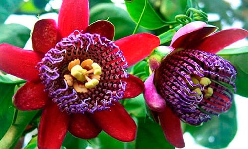 Flora de las Islas Canarias. Plantas exóticas en Canarias